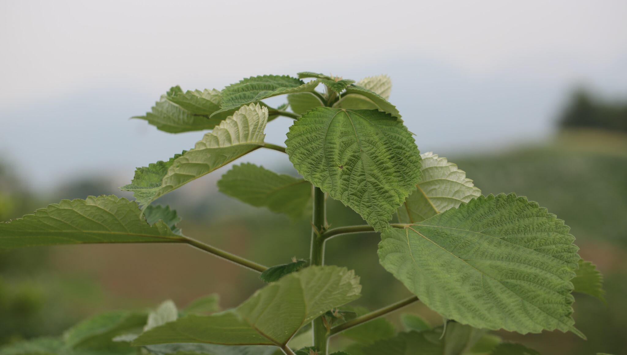 Ramie Story - Anthyia